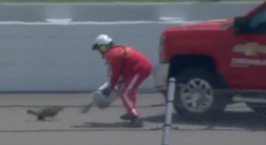 @nascarcasm's Greatest Hits: Animal encounters | NASCAR