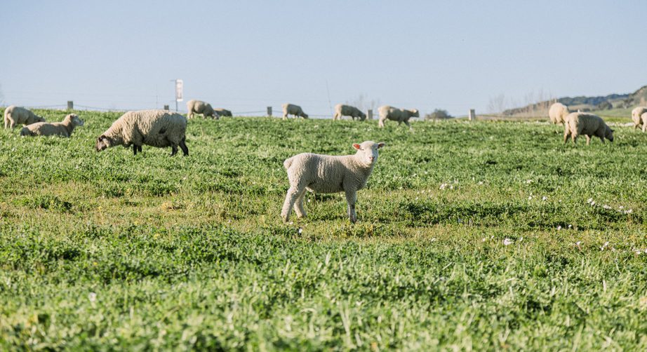 Adopt a sheep? You can at Sonoma -- and for a great cause | NASCAR